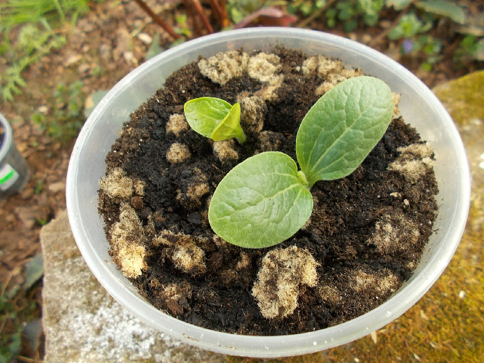 Inovativní využití ovčí vlny v zahradnictví